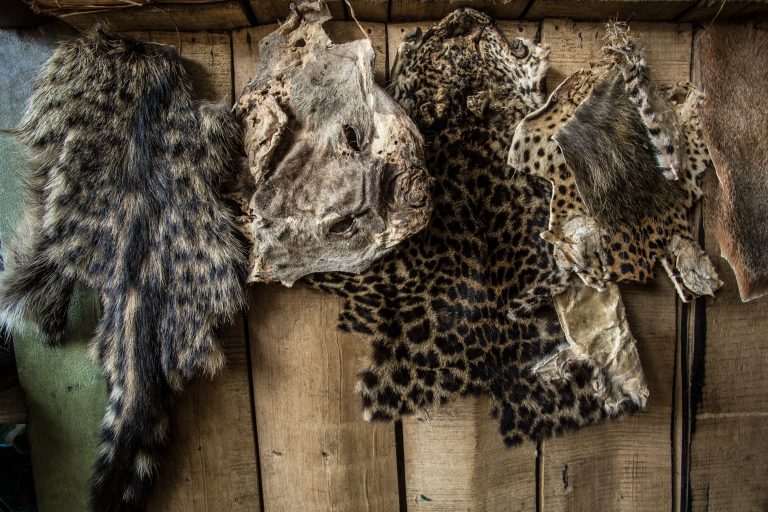 Why The Illegal Trade in Wildlife Matters | RoundTrip Foundation